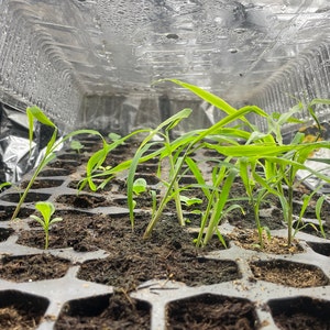 50 Ruby Silk Eragrostis / Love Grass / Ornamential / Thrives - Etsy