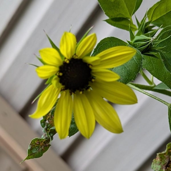 200 Lance Leaf Coreopsis Seeds. Ships Free. - Etsy