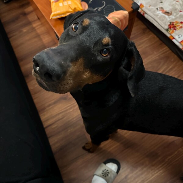 Rabbit Ears, Dehydrated 10 Pack, Hair on Treats Chews Bone Ear - Etsy