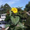 SUNFOREST SUNFLOWER MIX, Grow Fast Growing Sunflower Forest for Your ...