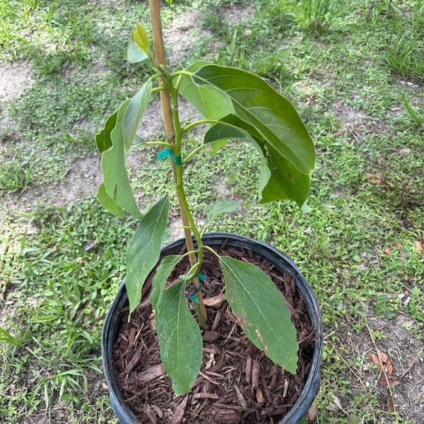 Barbados Cherry (sơ Ri Gò Công) - 2 to 3 Feet Tall - Ship in 3 Gal Pot ...