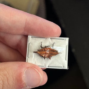 Sawtooth Stag Beetle Lamprima Adolphinae Male Real Insect 10 - Etsy