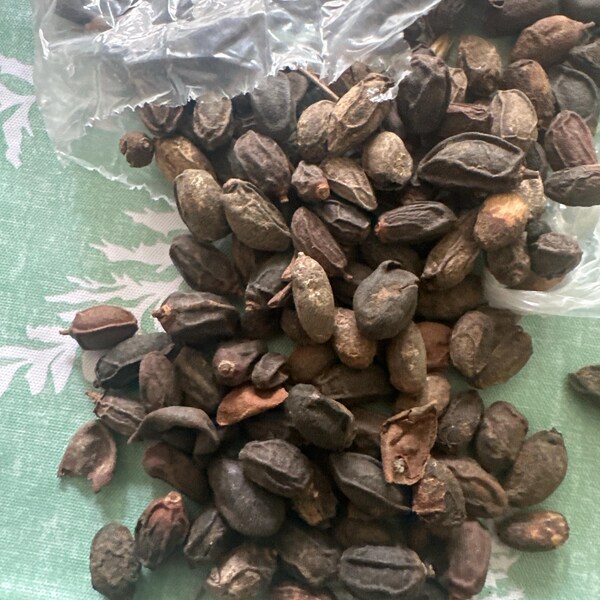 Theobroma Cacao, Organic Theobroma Cacao, Organic Cacao Beans, Cacao ...