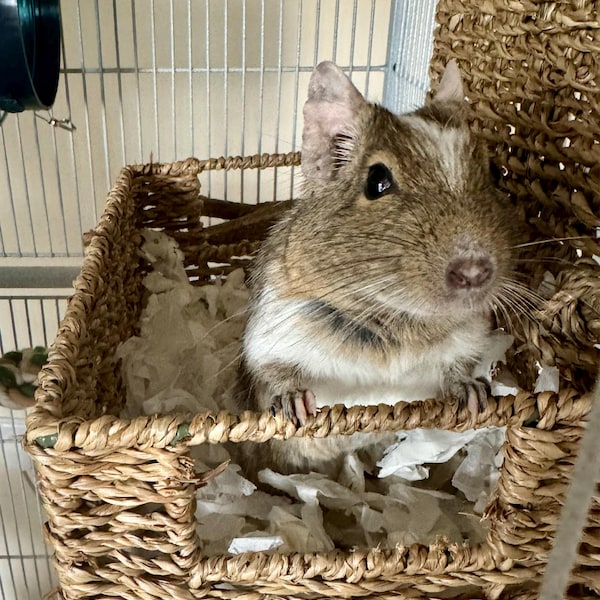 Degu Corner Shelf - Pet Toy, Degu, Rat, Gerbil, Hamster Cage Accessory ...