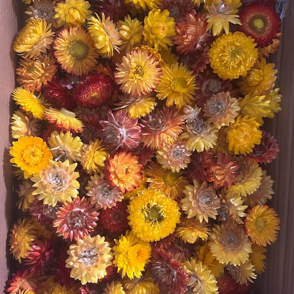 25 Mini Strawflowers, Yellow/gold Mix, 3/4 - 1", No Stems, Small Dried ...