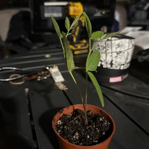 Organic Red PIGEON PEAS Gunga Pea 50 Seeds - Cajanus Cajan Gandul ...