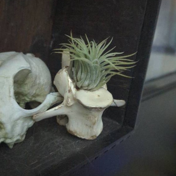 Deer Jawbones and Vertebrae, Forest Witch Altar Art, Soft Feminine Bone ...