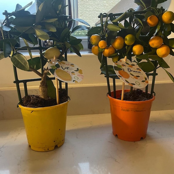 Mixed Alpine Plants - Vibrant Garden Perennial Large Flowering Rockery ...