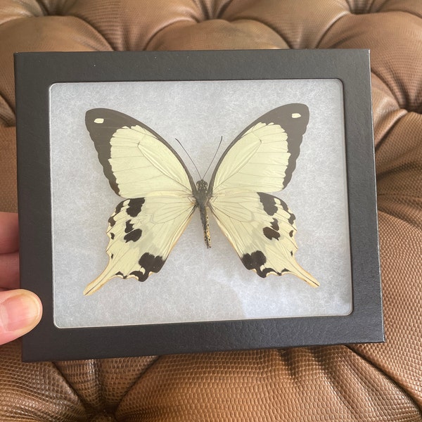 Papilio Dardanus White Black Flying Handkerchief Butterfly Africa - Etsy