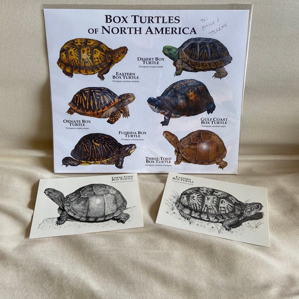 Box Turtles of North America Poster Print - SIGNED BY ARTIST! - Etsy