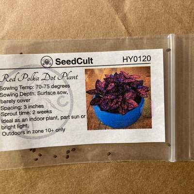 Giant Gerbera Daisy Hybrid Seeds Mix, Gerbera Jamesonii GE0110 - Etsy