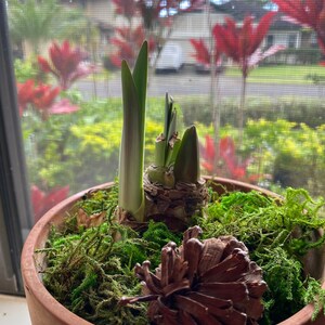 Italian Anemone Mistral Plus Rarity 10 Bulbs | Etsy