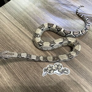 MULTIPLE MORPHS Ball Python Sticker Normal Piebald Banana Albino Clown ...