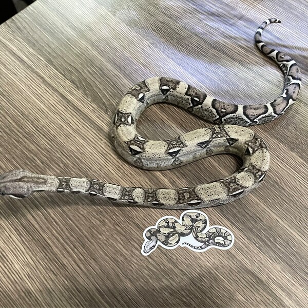 MULTIPLE TYPES Blood Python Sticker Borneo Sticker Magpie Ivory - Etsy