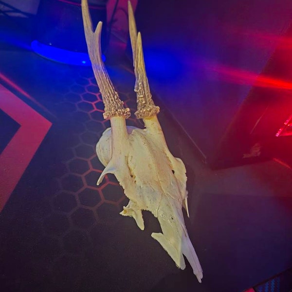 Vintage Taxidermy Roe Deer Skull & Antlers. Unusual 6 Pointers. on a ...