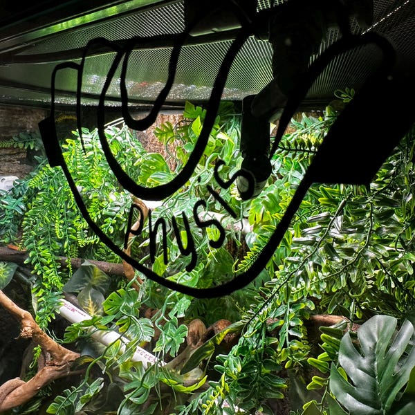 Customizable Name Green Tree Python Emerald Tree Boa Snake Vinyl Decal ...