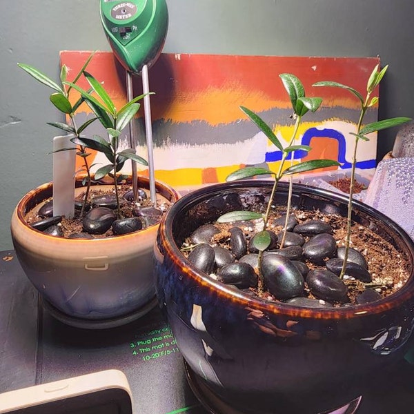 3 Arbequina Olive Starters, 3-4 Inches, Well Rooted - Etsy