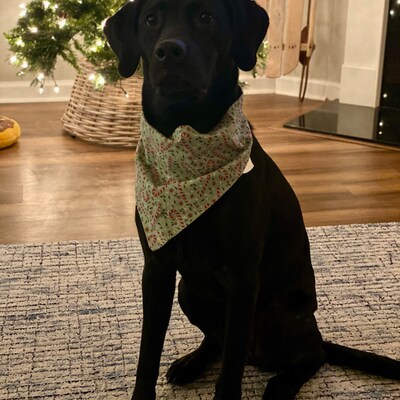 Dog Bandana Sea Turtles Elastic Dog Bandana Scrunchie Dog - Etsy