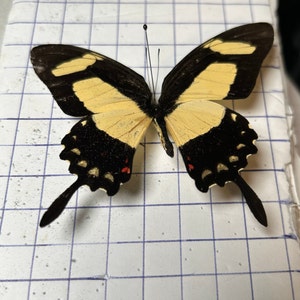 The Himalayan Jester Butterfly, Symbrenthia Hypselis, Wings Folded OR ...