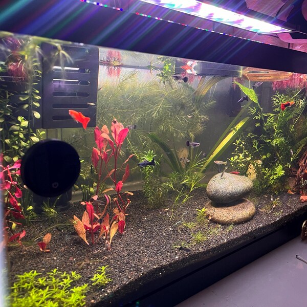 Black Lava Rock for Aquariums Aquascape Terrarium Bonsai Decor Moss ...