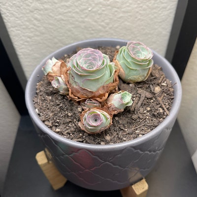 Lithops Aucampiae Rudesheim Ruby 10 Seeds - Etsy