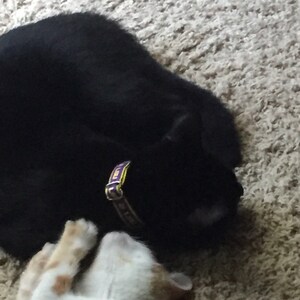 Louisiana State University LSU Cat or Small Dog Collar With Option of ...