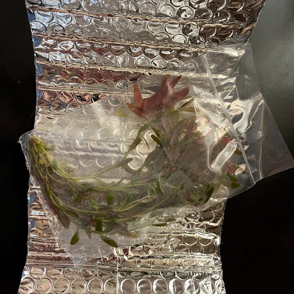 Rotala Super Red Mini (5 Stems) - Etsy