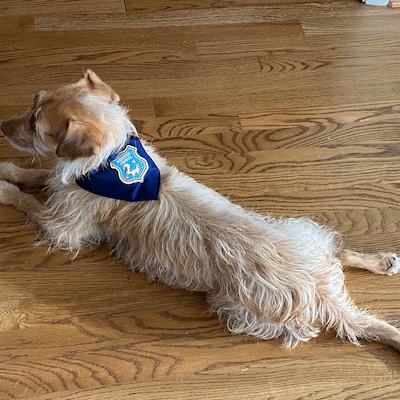 Dog Merit Badge Iron-on Patches for Dogs, Dog Bandana Badges ...