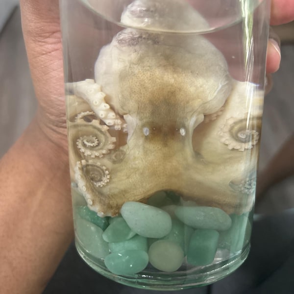 XL Wet Specimen Octopus With Glass Jar - Etsy