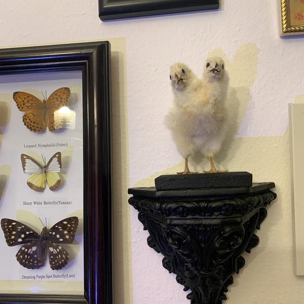 Vintage Black Victorian Corbel for Wall Decoration Shelf Candle Holder ...