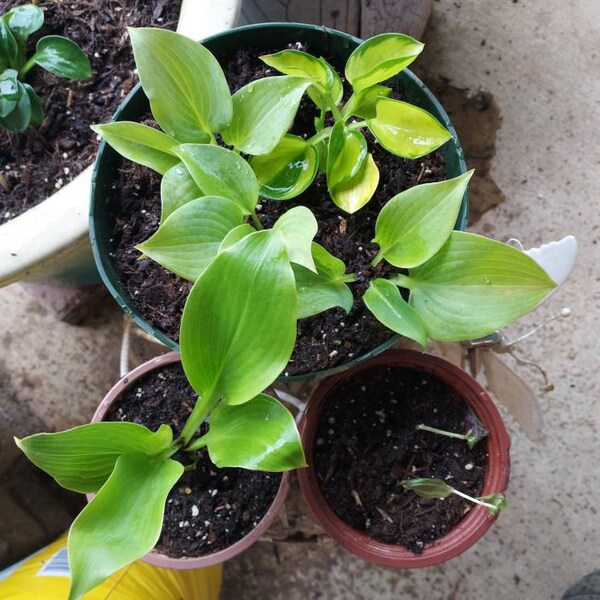 Hosta Fruit Loop Shade Perennial, Quart Corrugated Leaves - Etsy