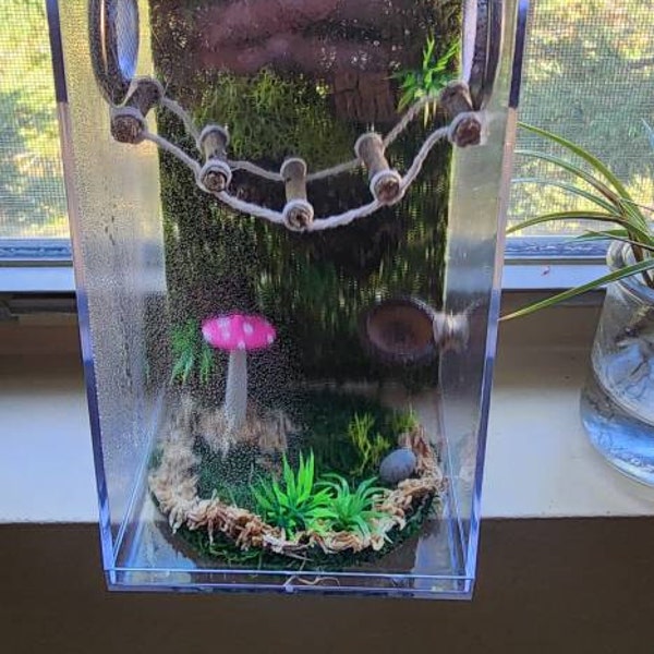 Suspension Bridge Oasis Medium Jumping Spider Enclosure, Acorn Hide ...