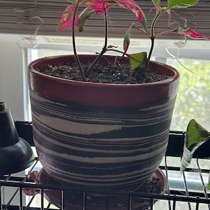 Rare Party Time Pink Plant Starter Plant ALL Starter Plants REQUIRE You ...