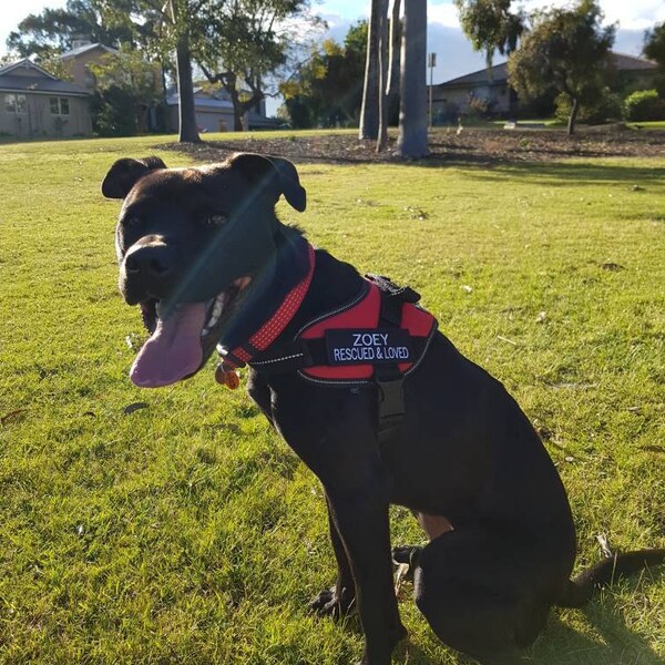 Custom / Personalized Harness Dog Patches - Set of 2 - - Etsy