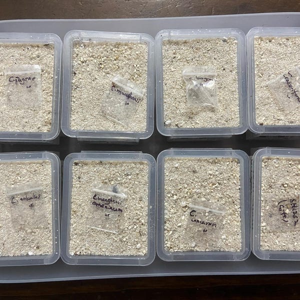 SEEDS Lithops Aucampiae 'jacksons Jade' 20seeds C395 - Etsy