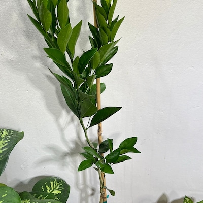 Cara Cara Red Navel Orange Tree 24-36 Tall Live Citrus Plant Gallon Pot ...