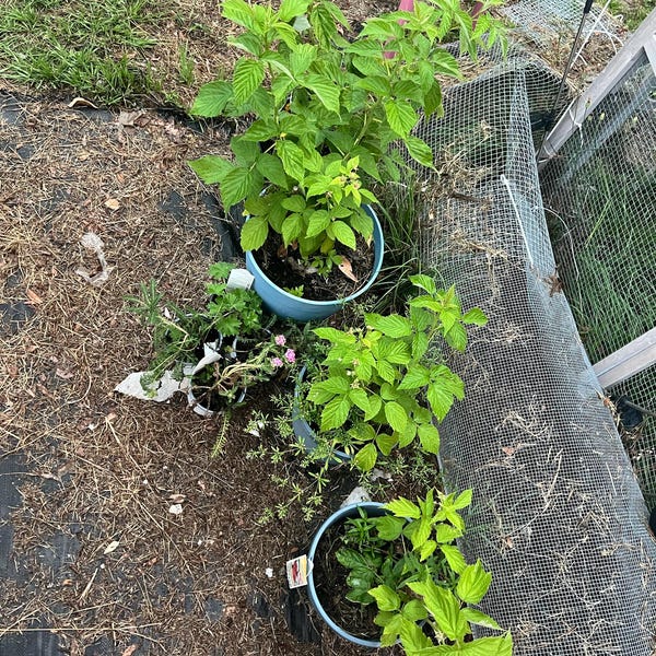 3 Blackberry Plants "triple Crown"-thornless (3 Large 1 Year Old Plug ...
