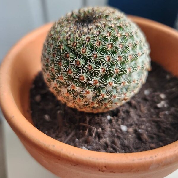 Acacia Tree Seed Assortment 10 Diff. Packs of 25 Seeds Ea. - Etsy