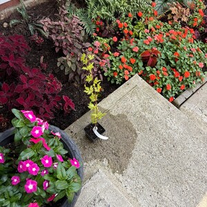 Viburnum Plicatum 'popcorn' Live Plant Perennial Shrub White Snowball ...