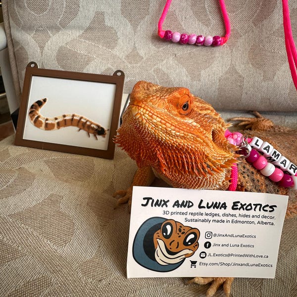 Pink Princess Philodendron Ledge for 0.5oz Deli Cup Crested Gecko ...