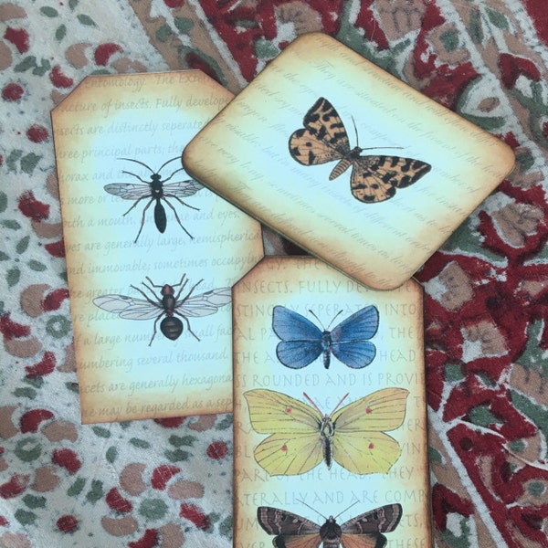 Insect Digital Ephemera Journal Kit. Basic Entomology Set 2 DIGI18 38 ...