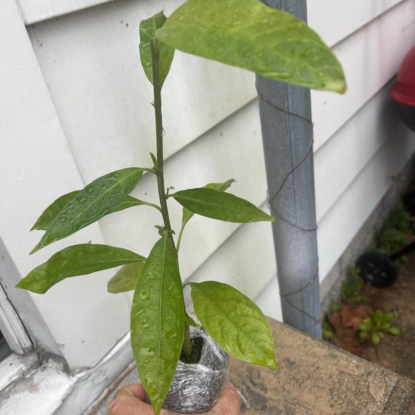 Organic Night Blooming Jasmine (cestrum Nocturnum) Plant Grown in 4 ...