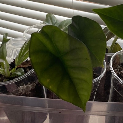 Alocasia Platinum bisma Starter Plant ALL STARTER PLANTS Require You to ...