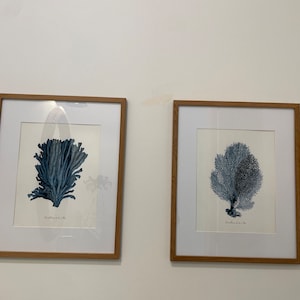 Vintage Indigo Blue Sea Coral Print Set No. 2 Giclee Art - Etsy