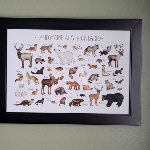 Ontario Land Mammals Field Guide Art Print / Animals of Canada ...