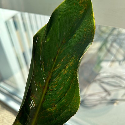 Variegated Tri Color Ginger Tropical Plan,t Red, Green, White, Garden ...