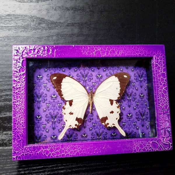 White Swallowtail Butterfly Specimen: Papilio Dardanus Entomology ...