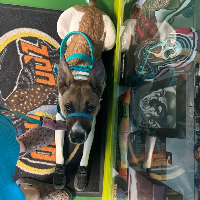 BioDogDesigns - Etsy