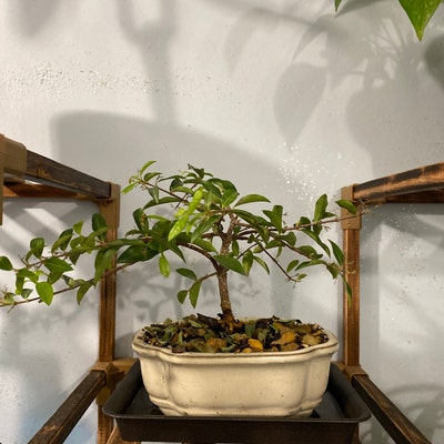 Dwarf Mini Weeping Cherry Bonsai Tree That Flowers 3x a Year and Fruits 3x a Year. Yes You Can ...