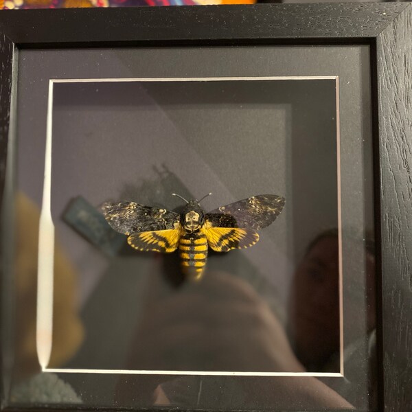 Death's Head Hawk Moth on Black Background in Baroque Style Box Frame ...